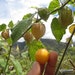 Ground Cherry Seeds ~physalis Peruviana~ Rare Heirloom Plant ~ Inca ...