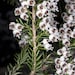 Tree Heath Seeds ~erica Arborea~ White Heath ~ Giant Heather ~ Briar ...