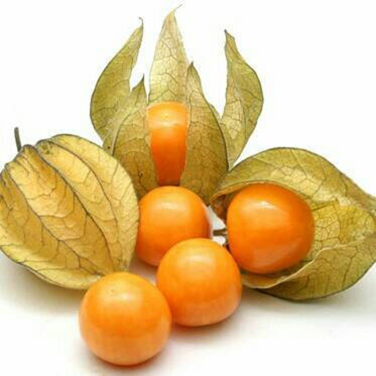 Exotic Solanum Collection: 5 Pepino Melon Seeds 25 Ground - Etsy