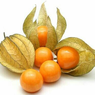 Exotic Solanum Collection: 5 Pepino Melon Seeds; 25 Ground Cherry Seeds ...