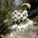 Tree Heath Seeds ~erica Arborea~ White Heath ~ Giant Heather ~ Briar ...