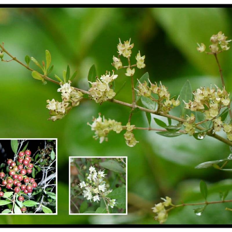 Henna Plant Seeds - Etsy