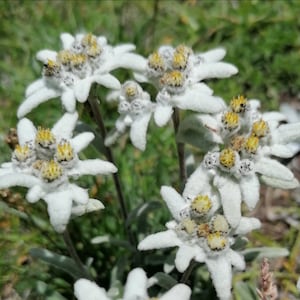 Edelweiss Seeds ~leontopodium Alpinum~ Iconic Wildflower of the Alpine ...