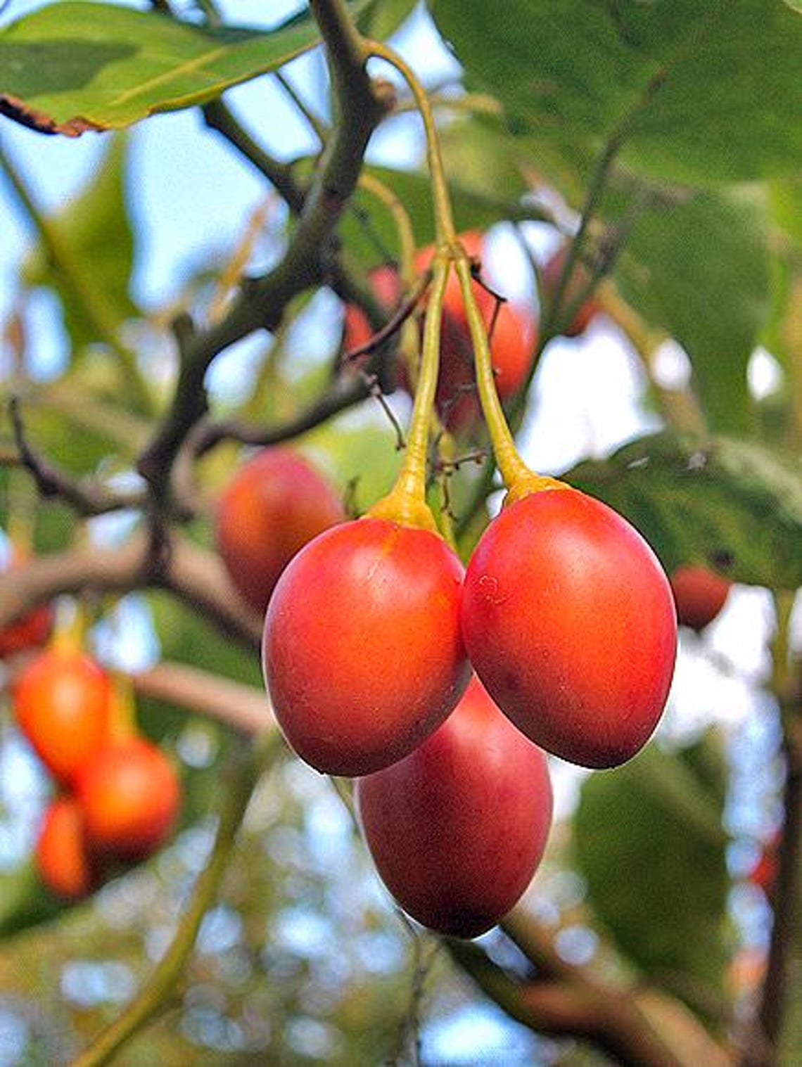Semillas de Tamarillo Rojo ~Solanum becateum~ Cyphomandra becatea ...