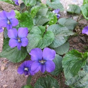 Common Blue Violet ~viola Sororia Seeds~ Wild Form ~ Native Wildflower ...