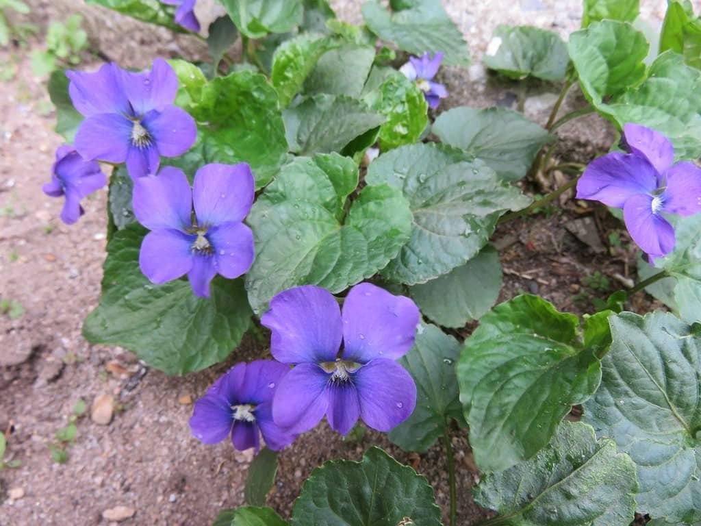 Freckled Blue Violet ~viola Sororia 'freckles' Seeds~ Native Wildflower ...