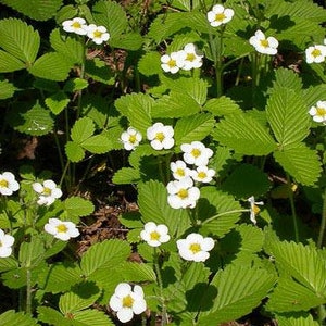 Musk Strawberry ~fragaria Moschata Seeds~ Hautbois Strawberry ...