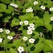 Musk Strawberry fragaria Moschata Seeds Hautbois Strawberry Aromatic ...