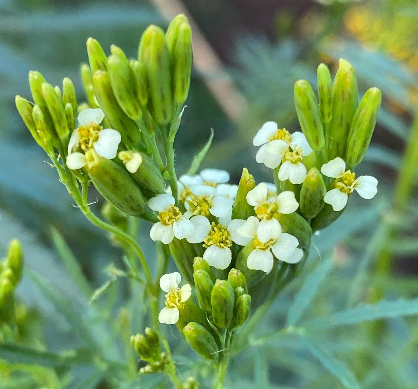 Black Mint Seeds ~tagetes Minuta~ Huacatay ~ Wild Marigold ~ Peruvian ...