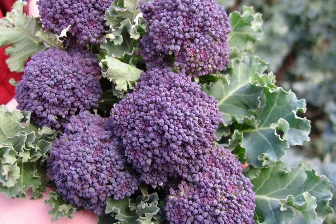 Purple Broccoli ~purple Sprouting Early~ Heirloom Open Pollinated Seeds ...
