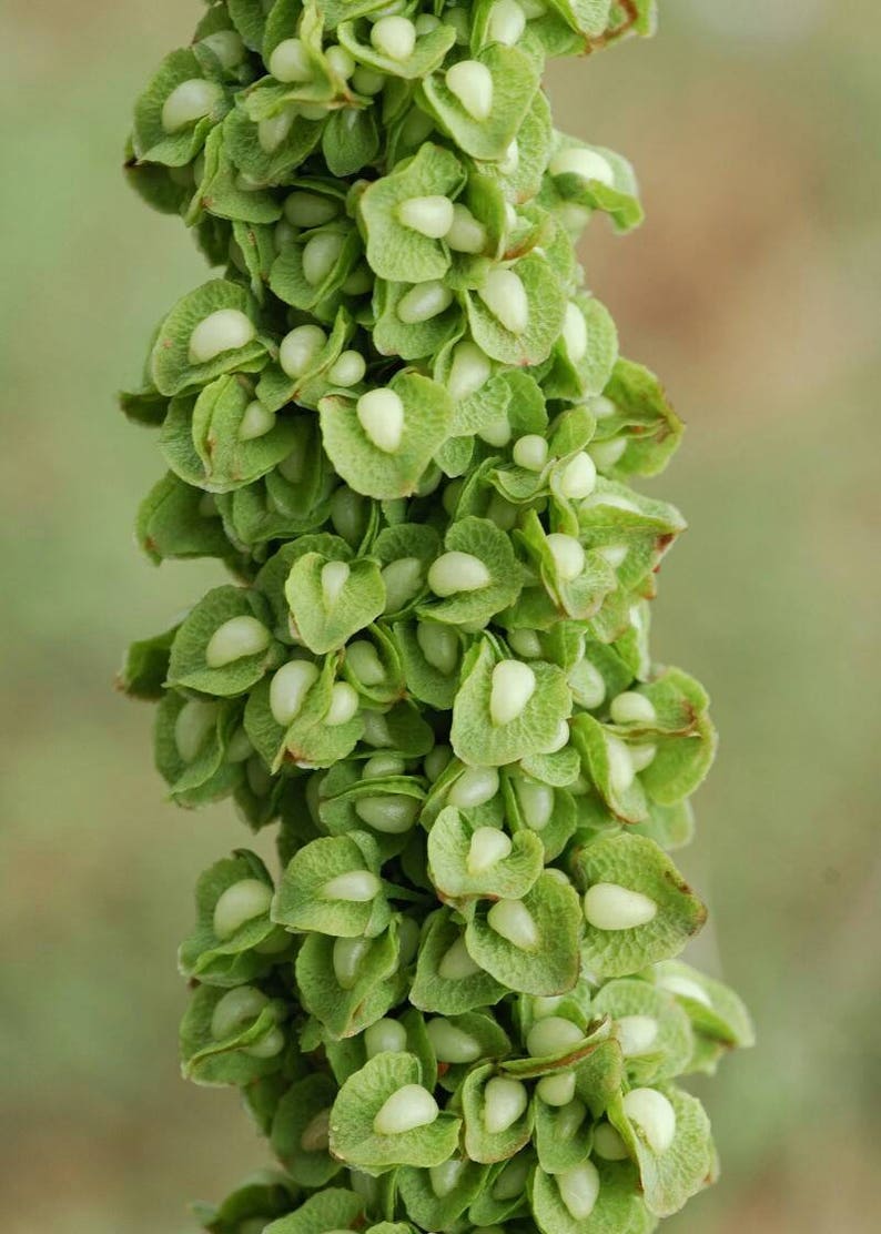 Yellow Dock Seeds ~rumex Crispus~ Organic ~ Sour Dock ~ Curly Dock - Etsy