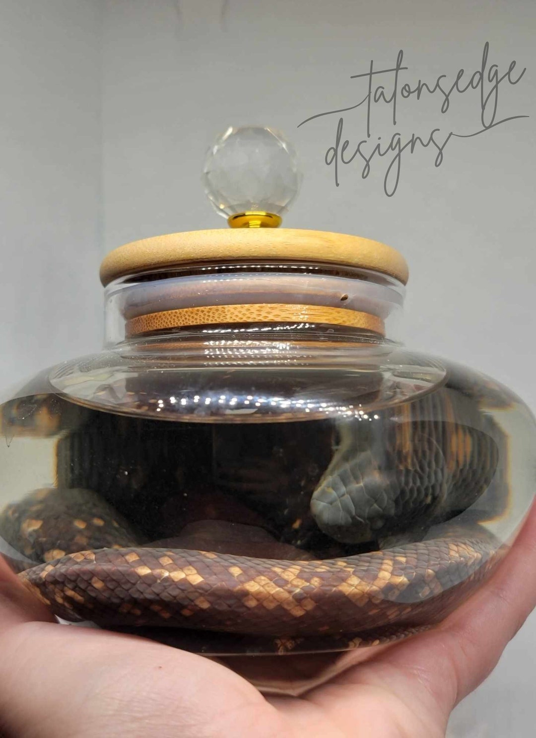 Calabar Python Burrowing Python Oddities Wet Specimen Weird Odd - Etsy