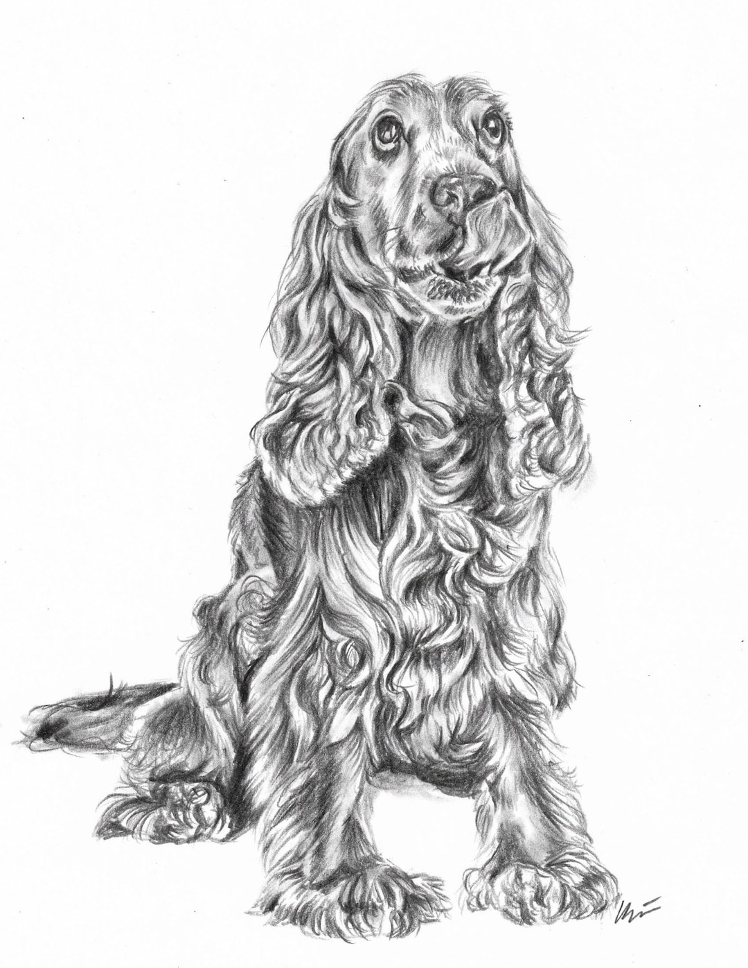 Cocker Spaniel Original Pencil Sketch, Cocker Spaniel Lover Gift ...