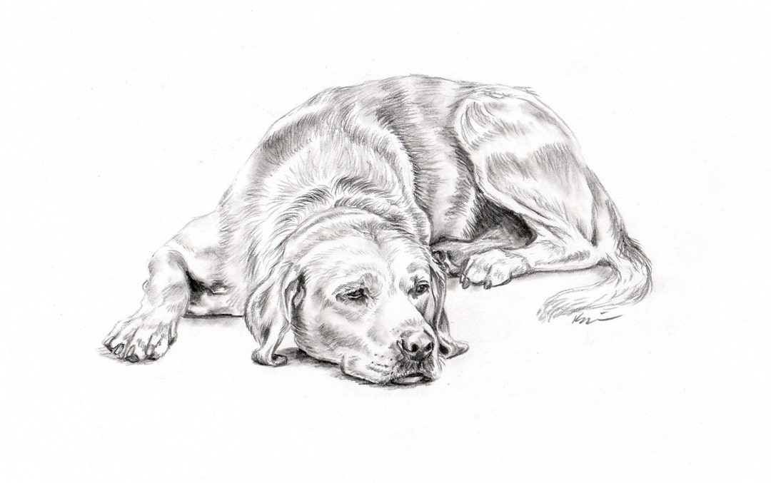 Labrador Pencil Sketch Print, Labrador Art, Labrador Drawing, Labrador ...
