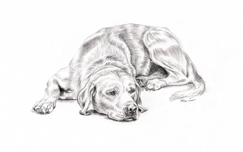 Labrador Pencil Sketch Print, Labrador Art, Labrador Drawing, Labrador ...