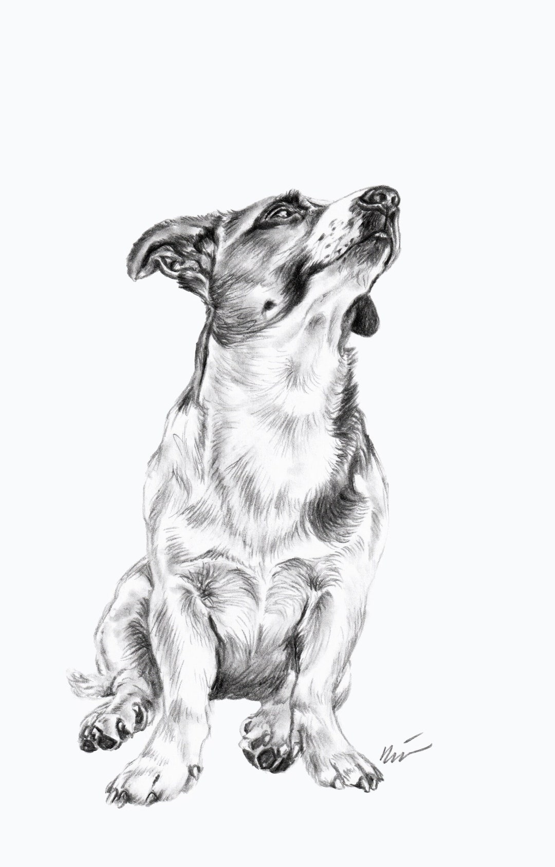 Jack Russell Original Pencil Sketch, Jack Russell Lover Gift, Jack ...