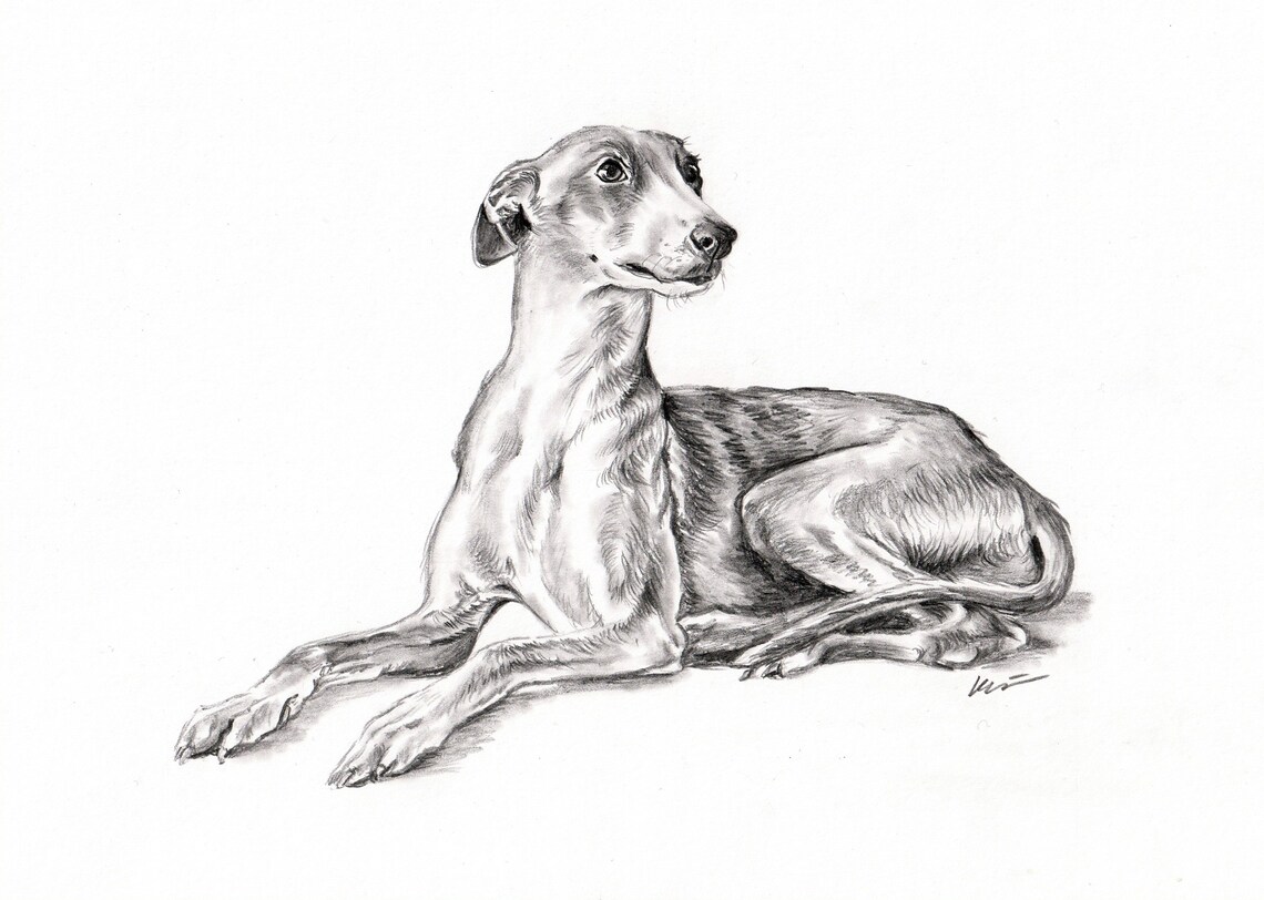 Whippet Pencil Sketch Print, Whippet Art, Whippet Sketch, Whippet ...