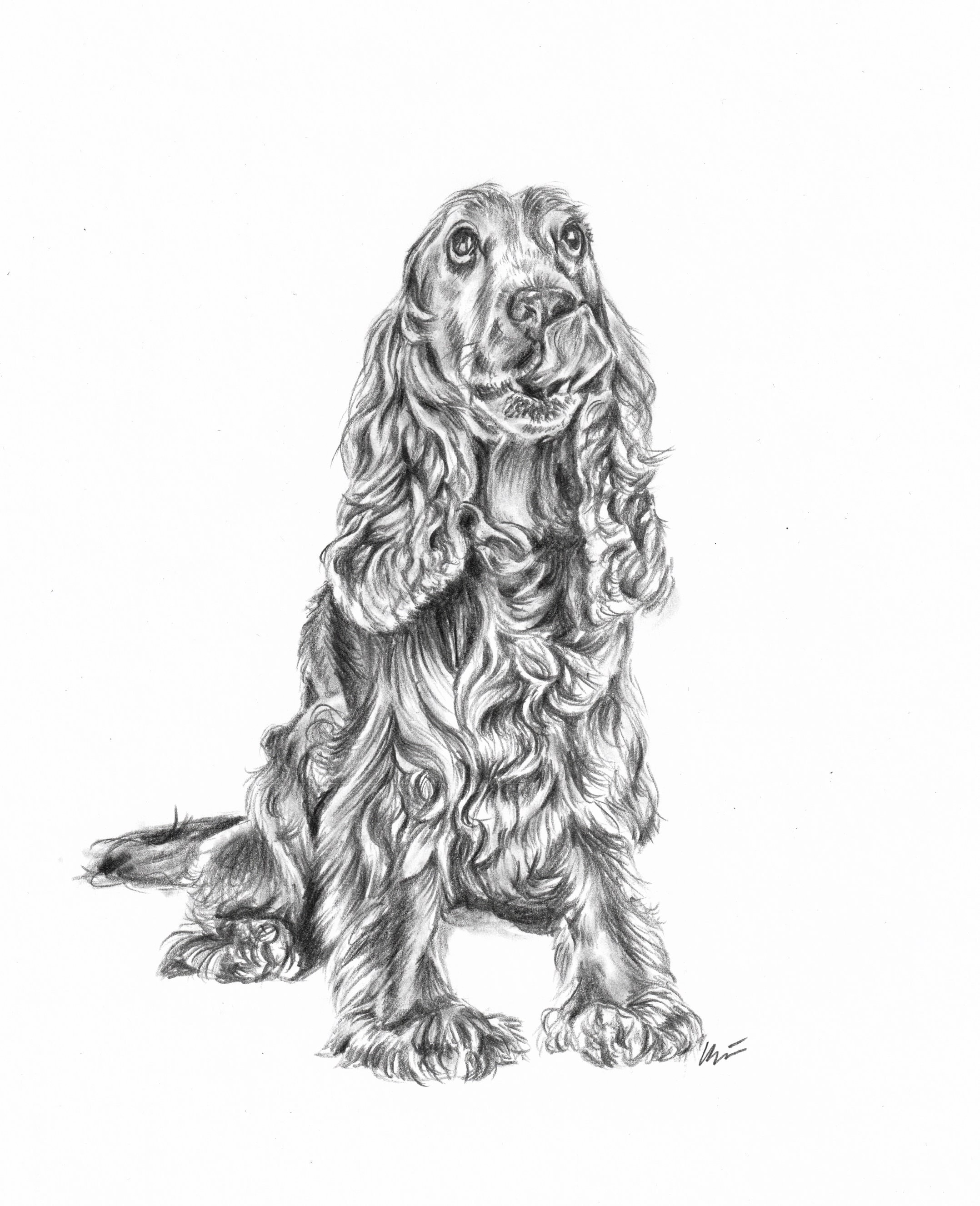 Cocker Spaniel Pencil Sketch Print, Cocker Spaniel Giclee Print, Cocker ...