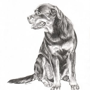 Rottweiler Sketch Pencil Sketch Print, Rottweiler Print, Rottweiler ...