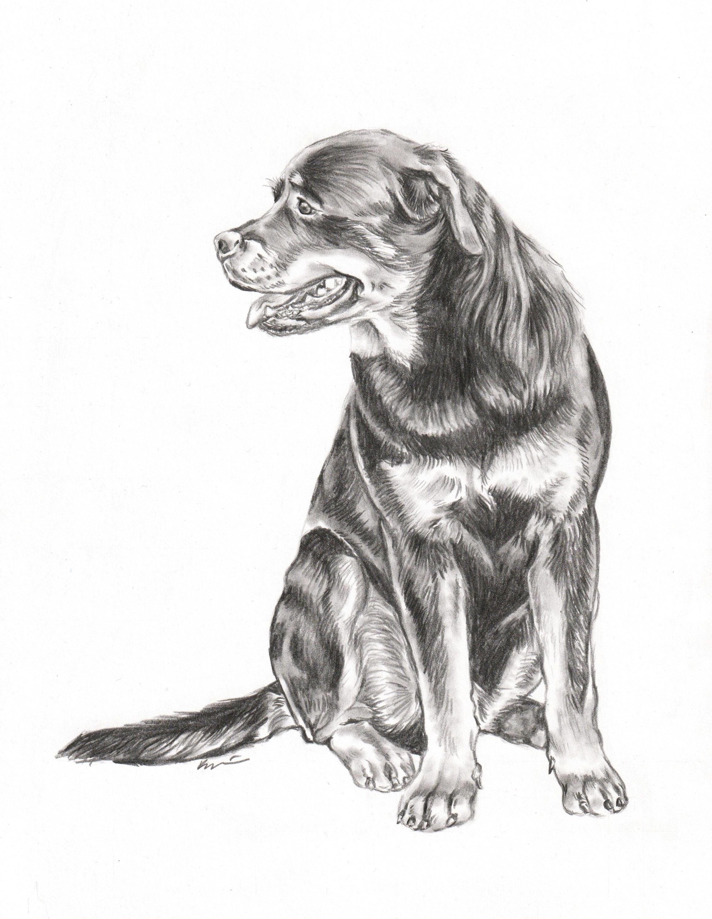 Rottweiler Sketch Pencil Sketch Print, Rottweiler Print, Rottweiler ...