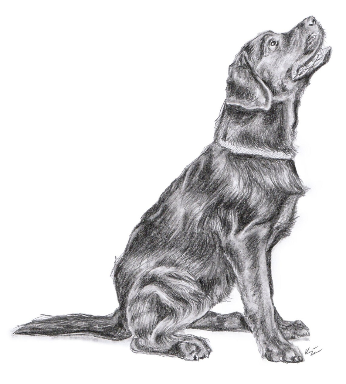 Black Labrador Original Pencil Sketch, Black Labrador Lover Gift, Black ...