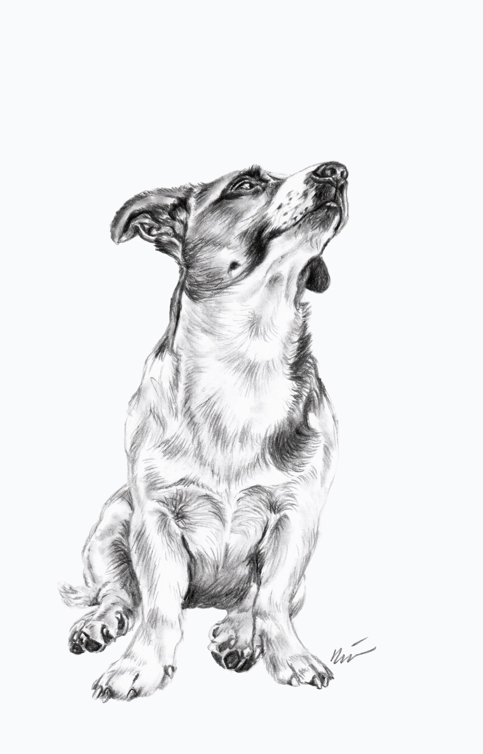 Jack Russell Terrier Pencil Sketch Print, Jack Russell Print, Jack ...