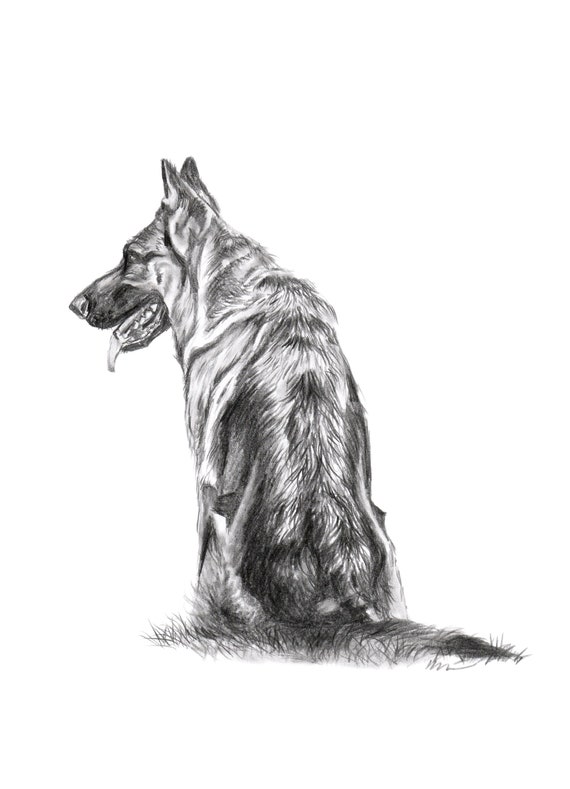 German Shepherd Pencil Drawing