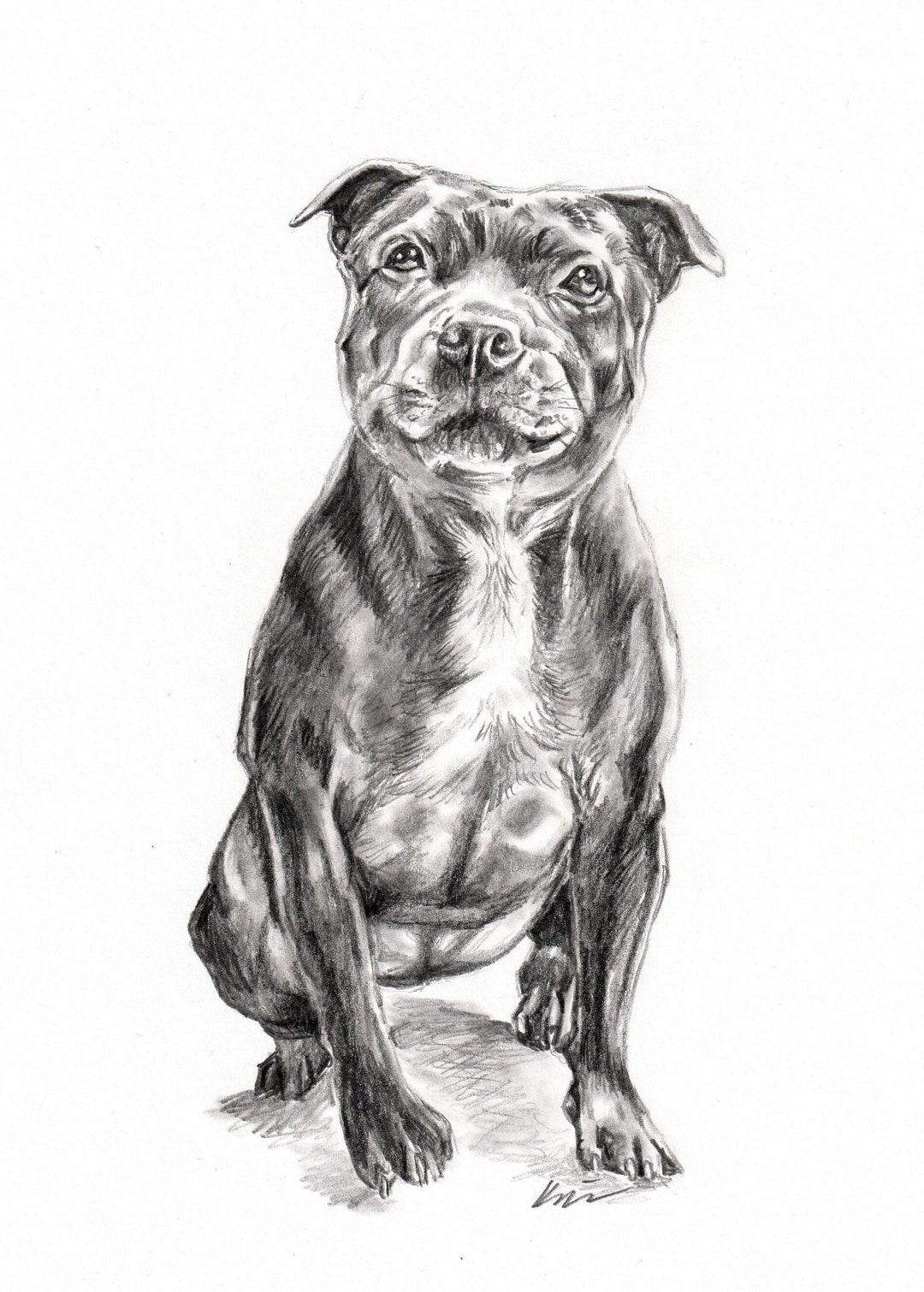 Staffordshire Bull Terrier Pencil Sketch, Staffie Print, Staffy Pencil ...
