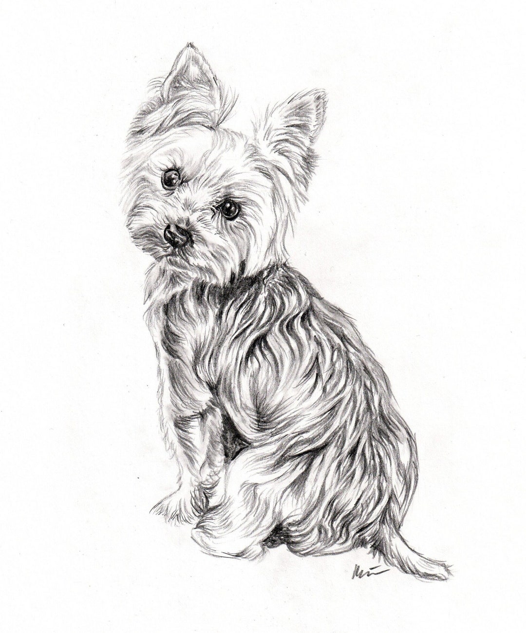 Yorkshire Terrier Pencil Sketch Print, Yorkie Print, Yorkshire Terrier ...