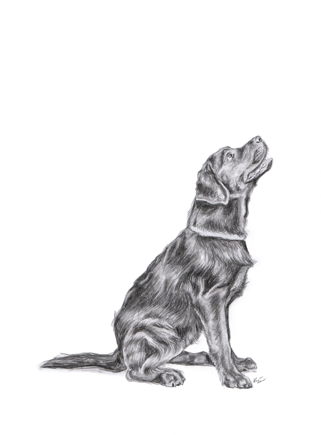 Black Labrador Retriever Pencil Sketch Print, Black Lab Print, Black ...