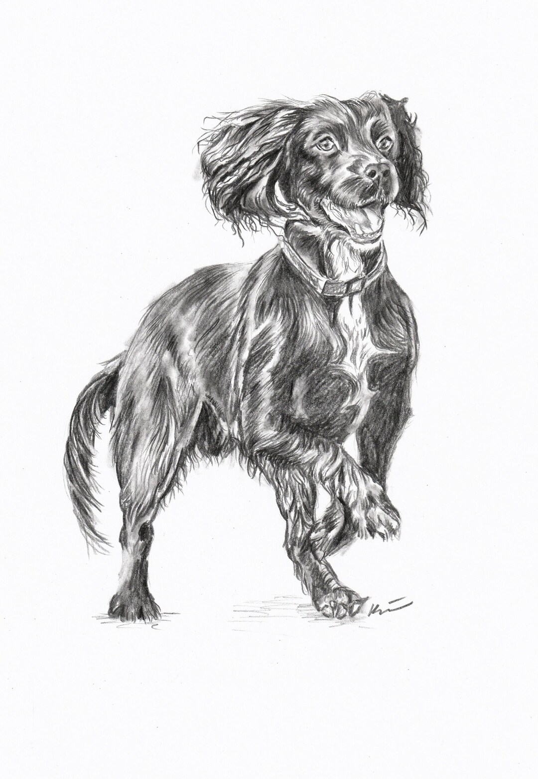 Working Cocker Spaniel Pencil Sketch Print, Working Cocker Print ...