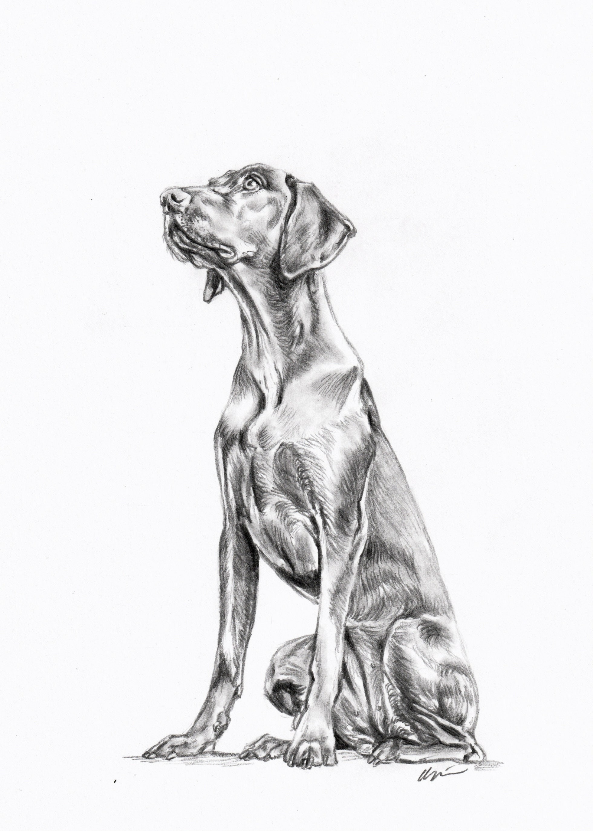 Hungarian Vizsla Pencil Sketch Print, Hungarian Vizsla Print, Vizsla ...