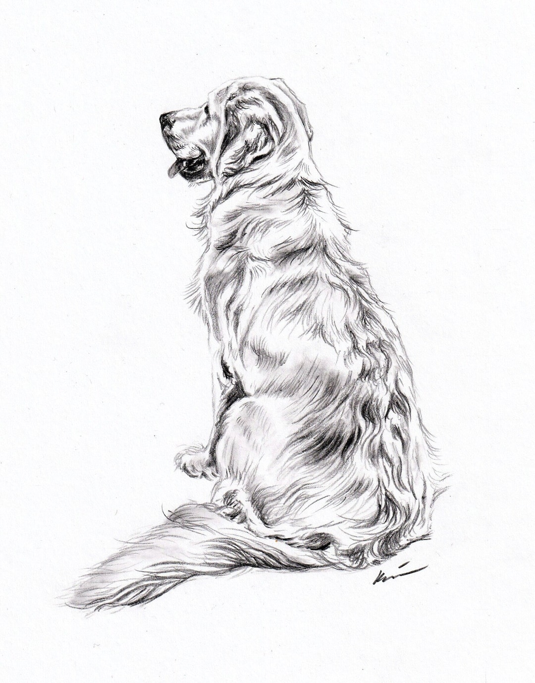 Golden Retriever Pencil Sketch Print, Golden Retriever Print, Golden ...