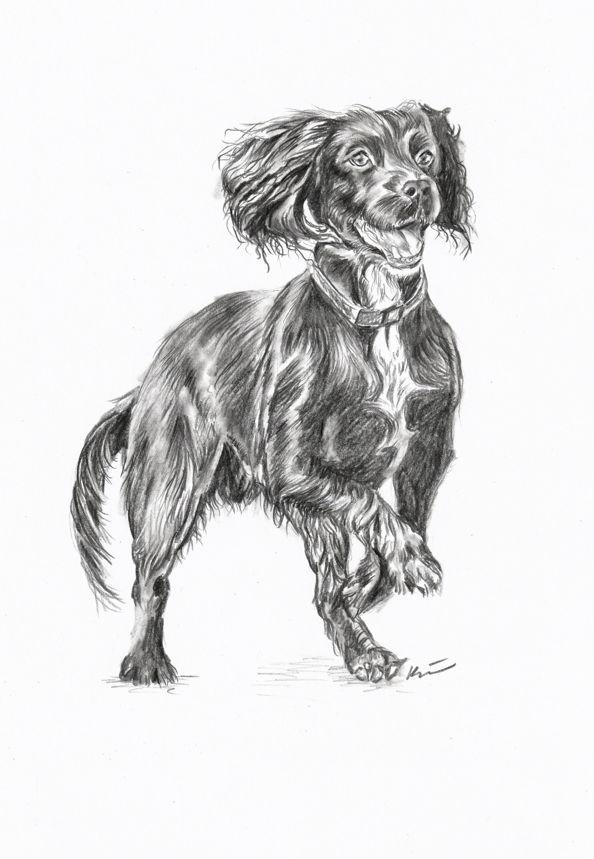 Working Cocker Spaniel Pencil Sketch, Cocker Spaniel Lover Gift, Cocker ...