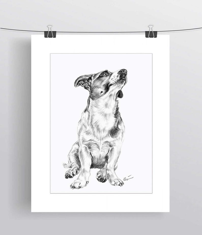 Jack Russell Terrier Pencil Sketch Print, Jack Russell Print, Jack ...