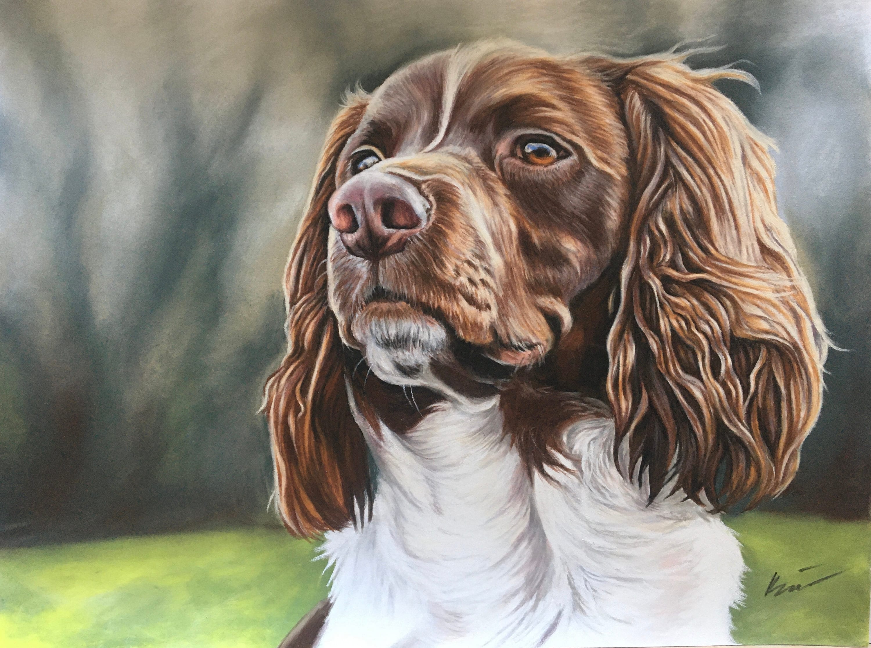 Springer Spaniel Original Pastel Drawing, Springer Spaniel Original Art ...