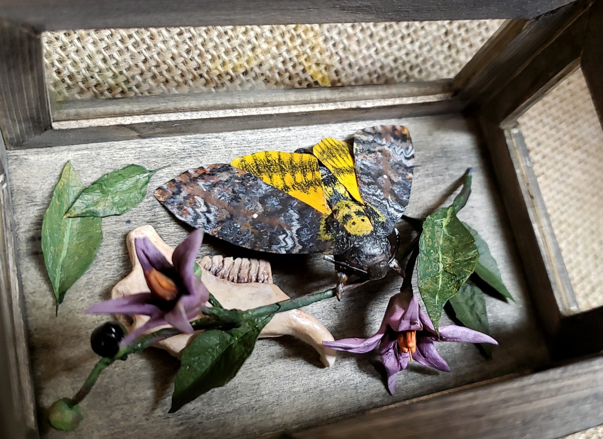 Death's Head Hawk Moth and Nightshade Plant Sculpture in Vintage Wooden ...