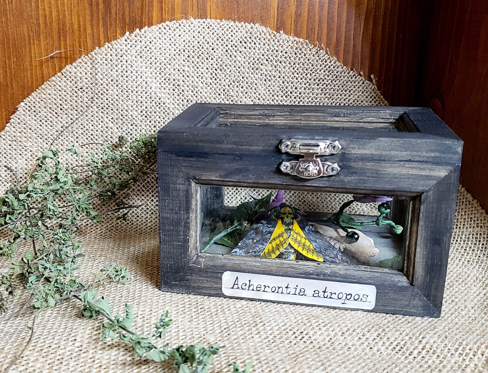 Death's Head Hawk Moth and Nightshade Plant Sculpture in - Etsy