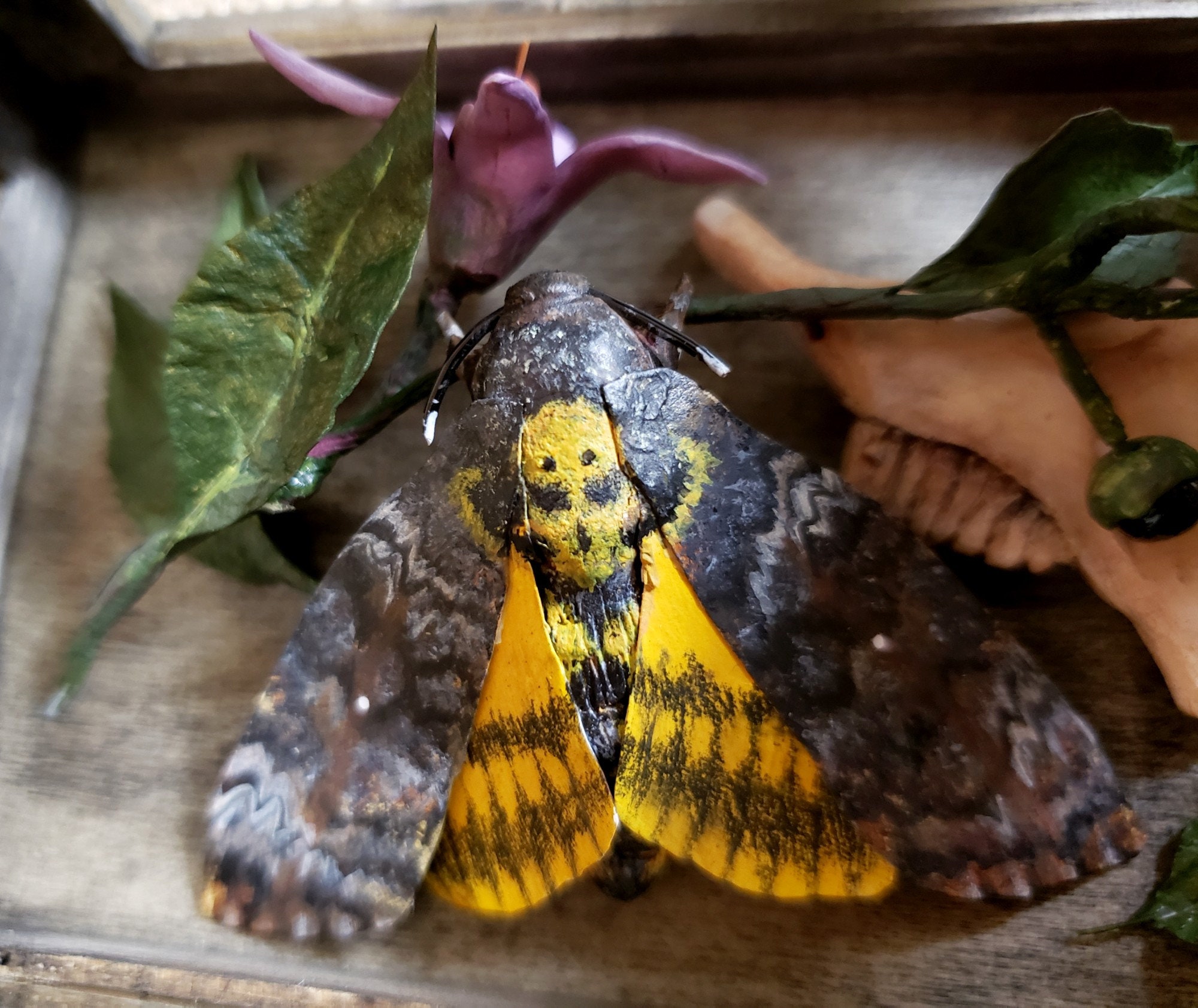 Death's Head Hawk Moth and Nightshade Plant Sculpture in Vintage Wooden ...