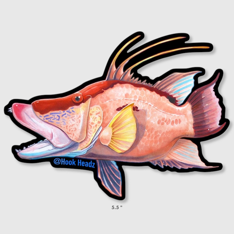 Hogfish - Etsy