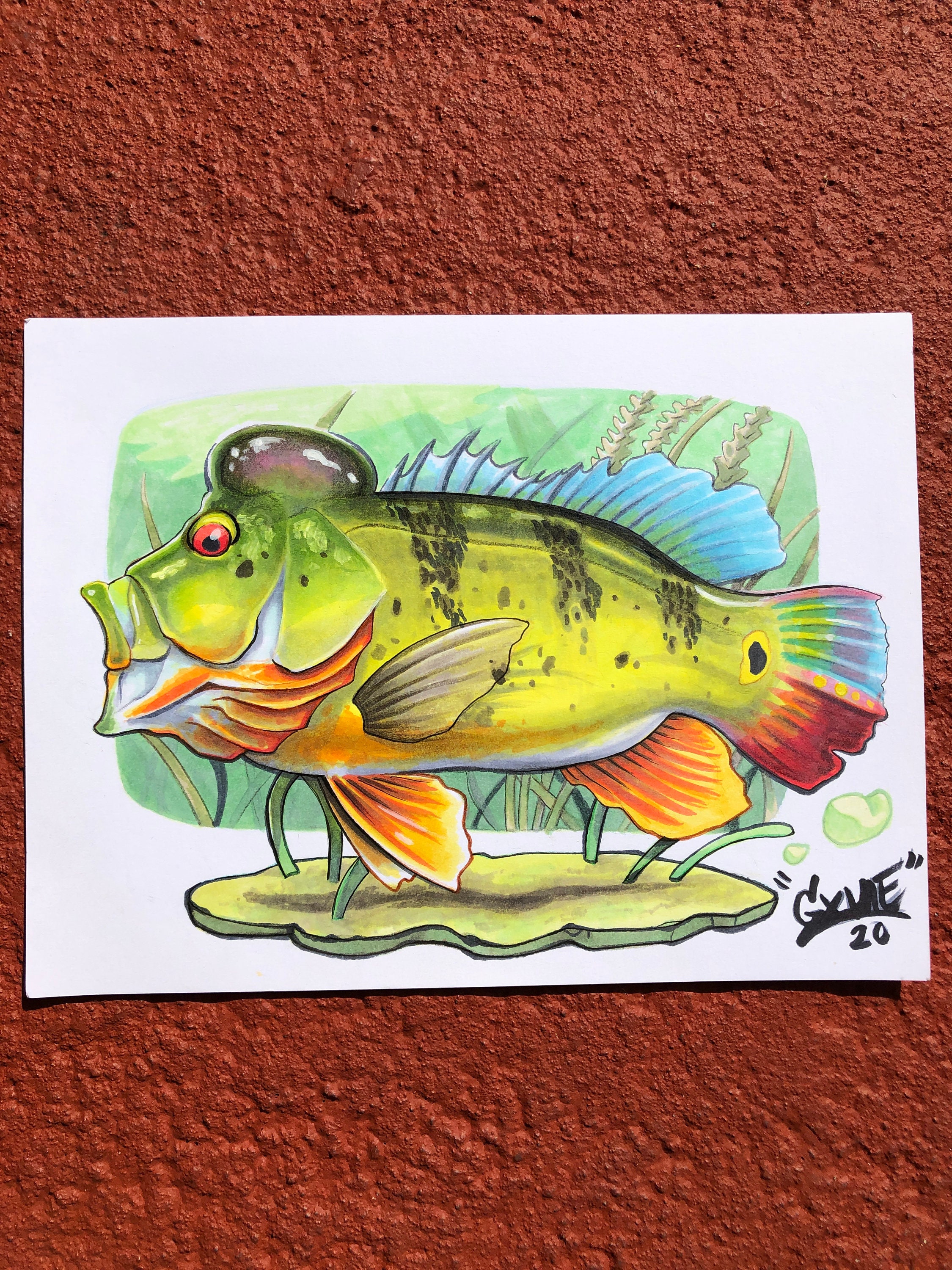 Butterfly Peacock Bass 2020 8"x10" - Etsy