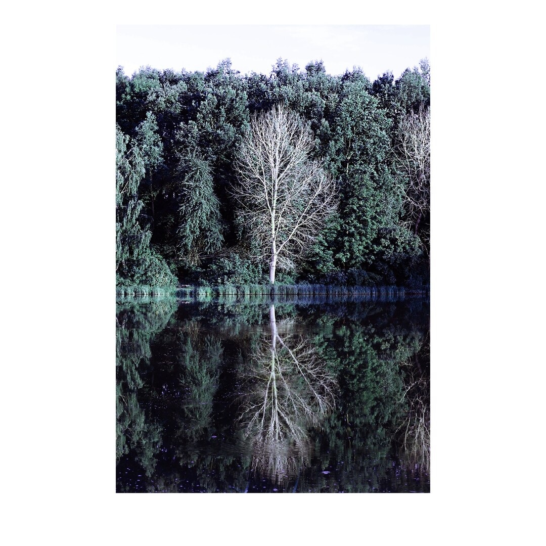 Tree Nature Prints Nature Photography Nature Wall Art Nature Art Nature ...