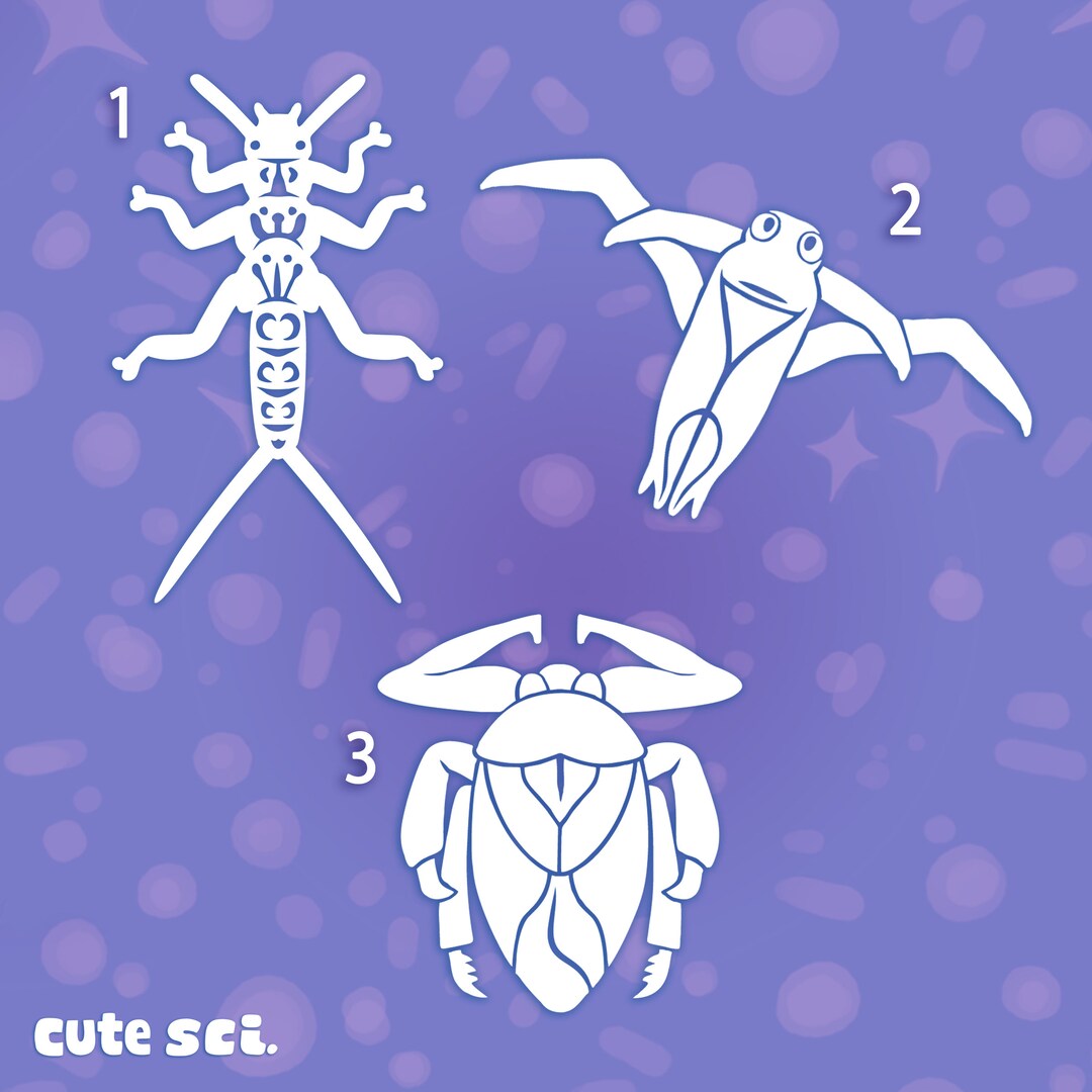 Insect Vinyl Stickers Decals Stonefly Water Boatman Giant Waterbug ...