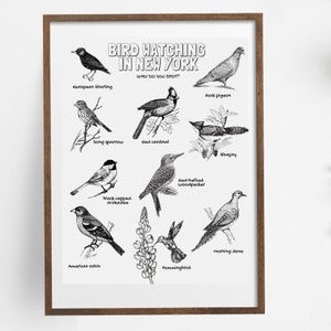 Bird Watching With Kids Activity Bundle Birding With Kids Birding Tally ...