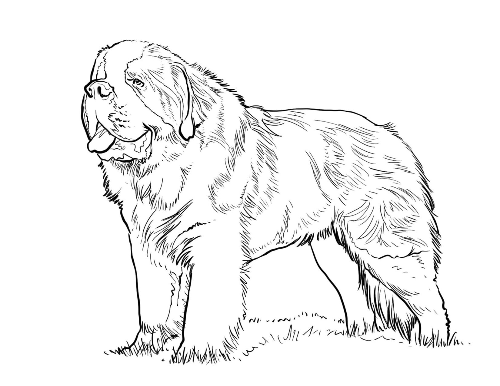 Famous Dog Breeds Vol.2, Adult Coloring Book, Printable Coloring Pages ...