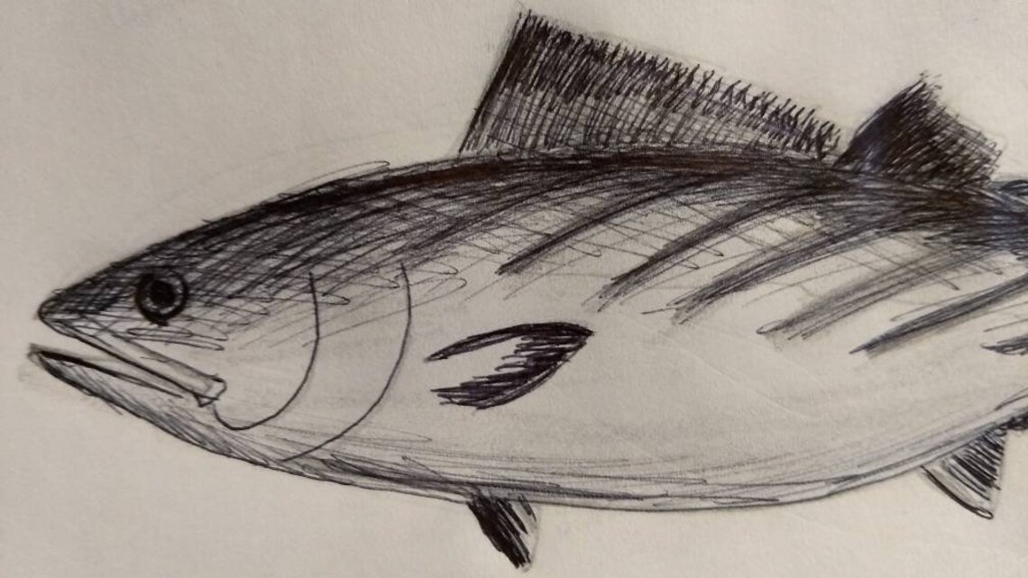 Bonito Fish Drawing, Pen and Ink Illustration, Original Art, Home Decor ...