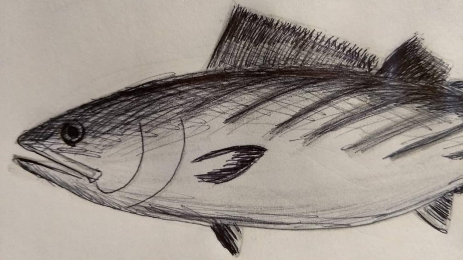 Bonito Fish Drawing, Pen and Ink Illustration, Original Art, Home Decor ...