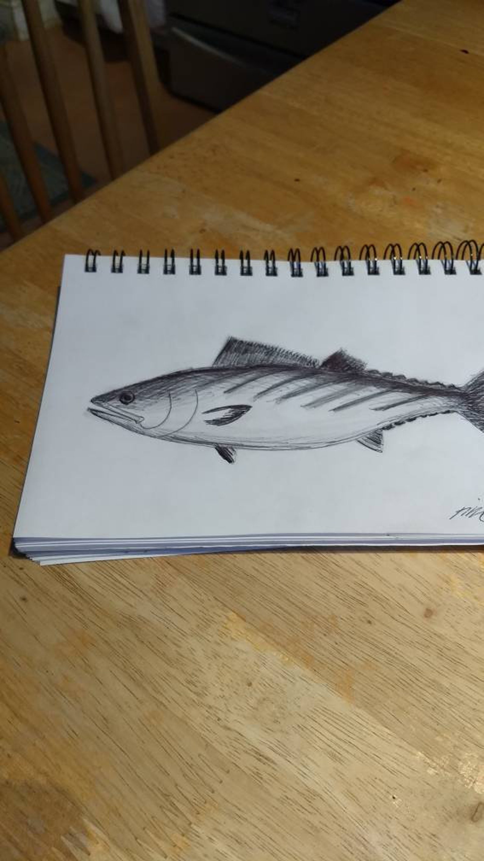 Bonito Fish Drawing, Pen and Ink Illustration, Original Art, Home Decor ...