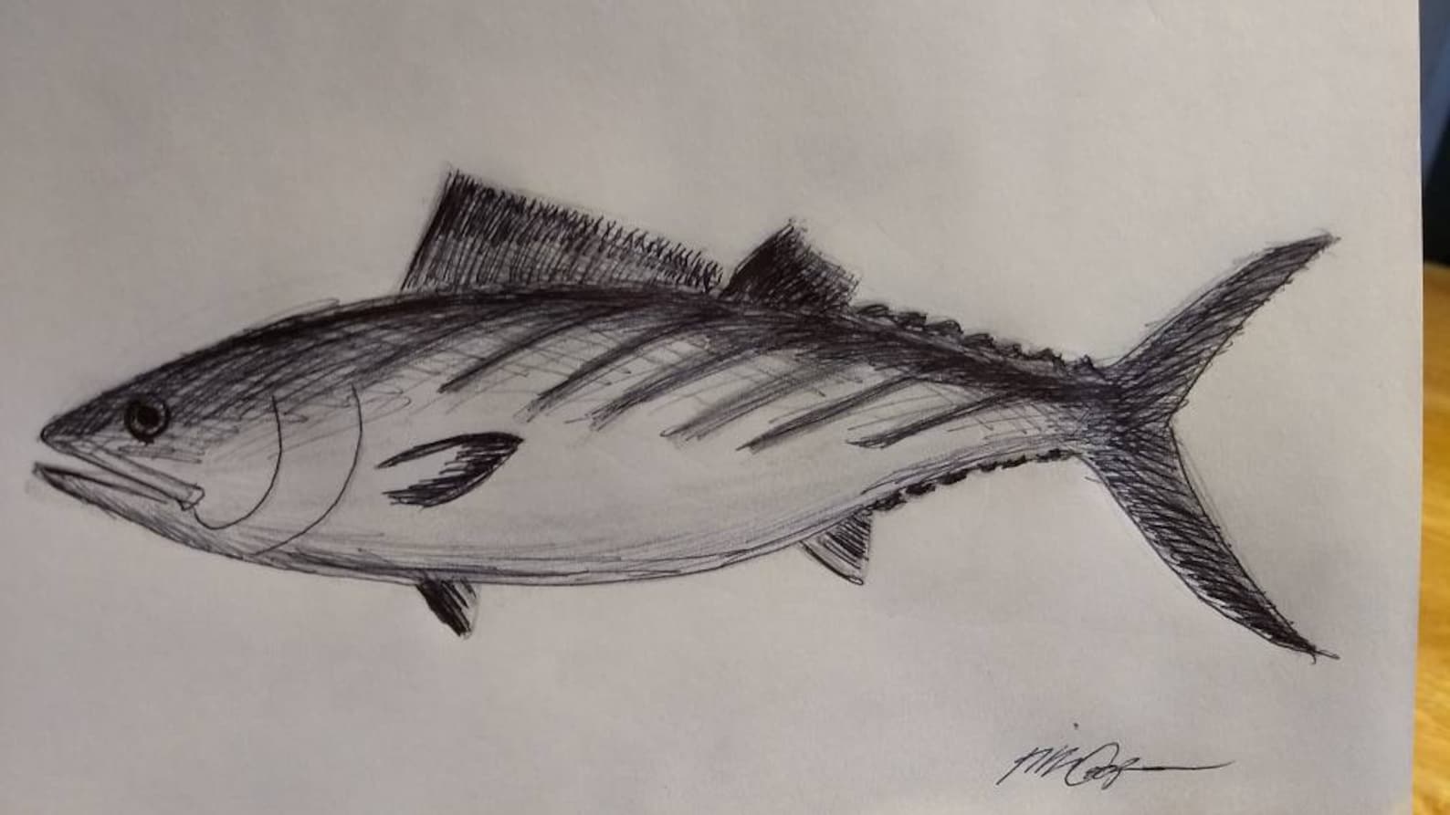 Bonito Fish Drawing, Pen and Ink Illustration, Original Art, Home Decor ...