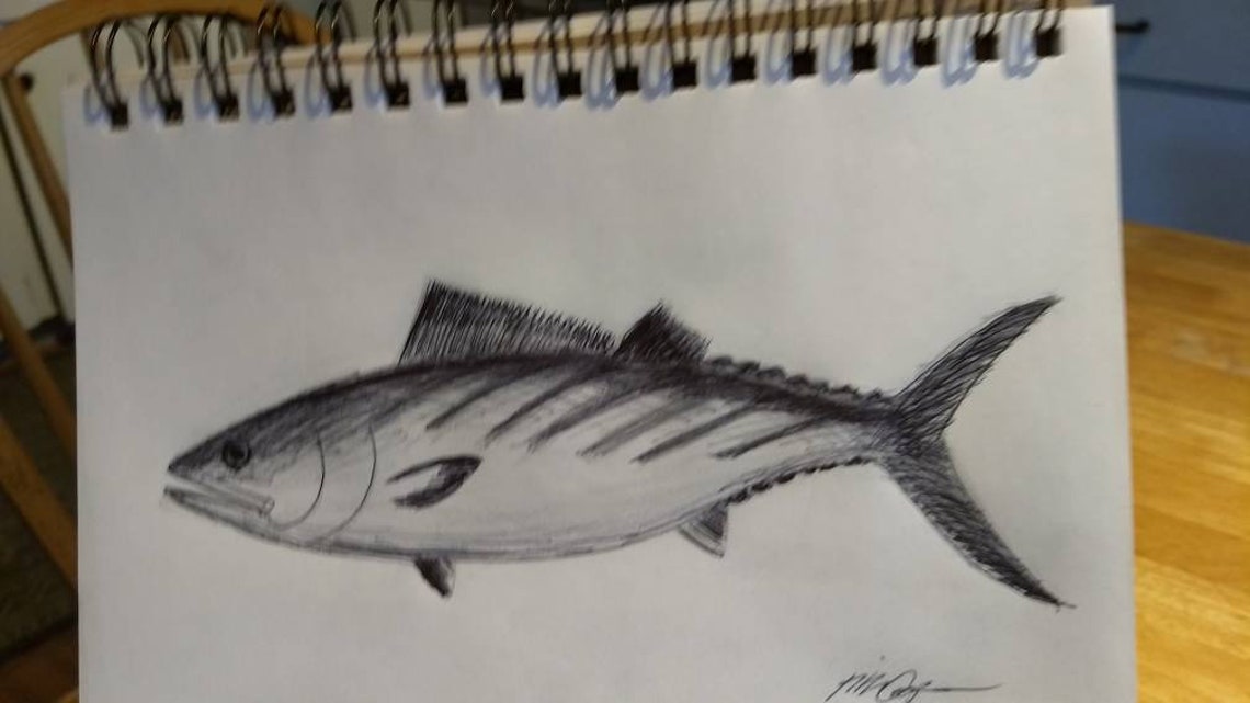 Bonito Fish Drawing, Pen and Ink Illustration, Original Art, Home Decor ...